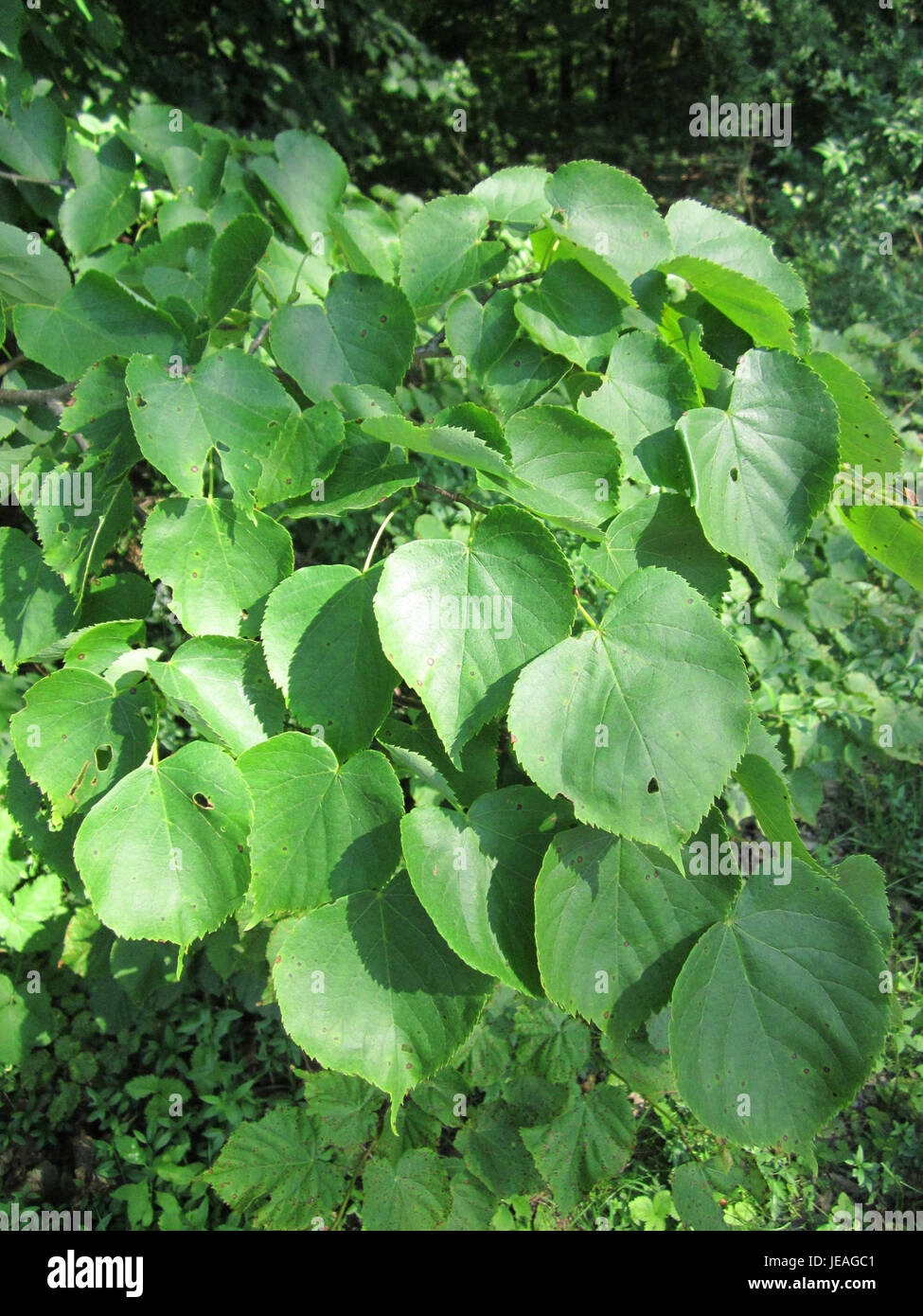 The Winterlinde, or Tilia cordata, is a deciduous tree found in the ...