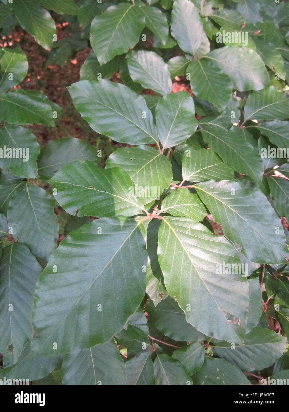 A photograph taken on June 17, 2013, featuring a Red Beech tree (Fagus ...