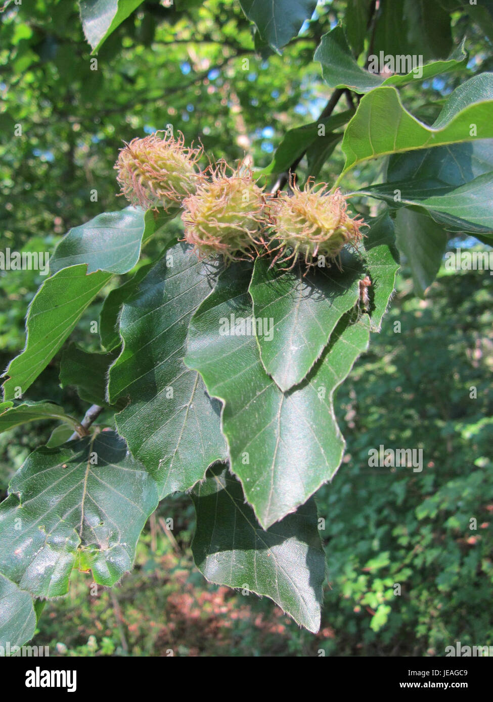 The image captures a scene in the Schwetzinger Hardt, a forest in ...