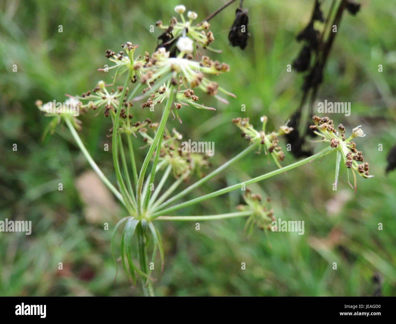 Daucus carota, commonly known as the wild carrot, is a plant species ...