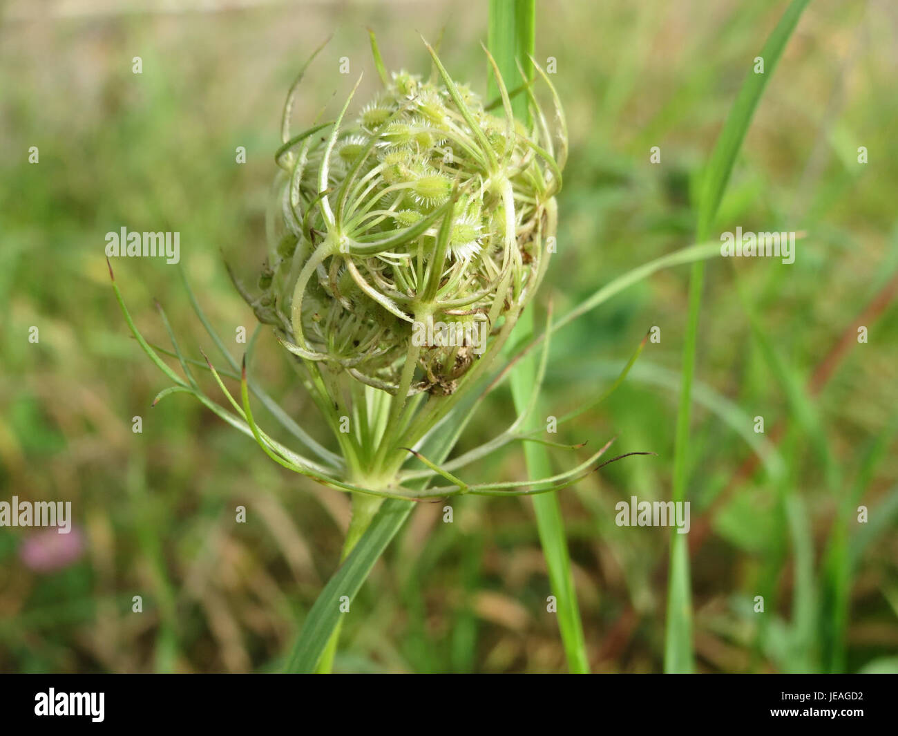 *Daucus carota*, commonly known as wild carrot, is photographed on ...