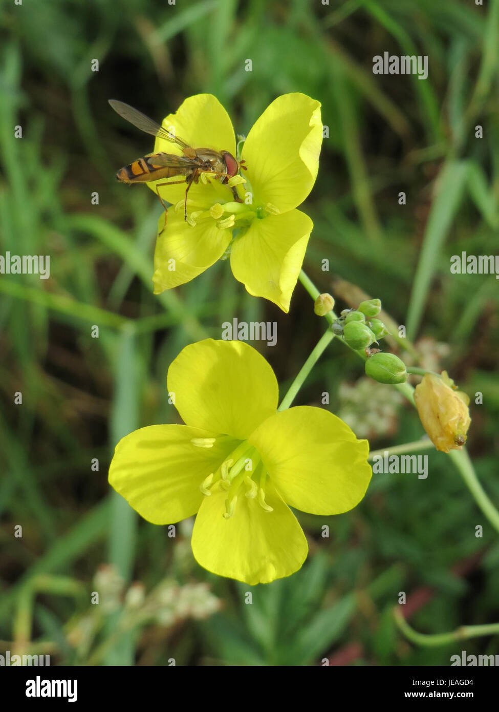 Diplotaxis tenuifolia, commonly known as wild rocket, is a leafy green ...