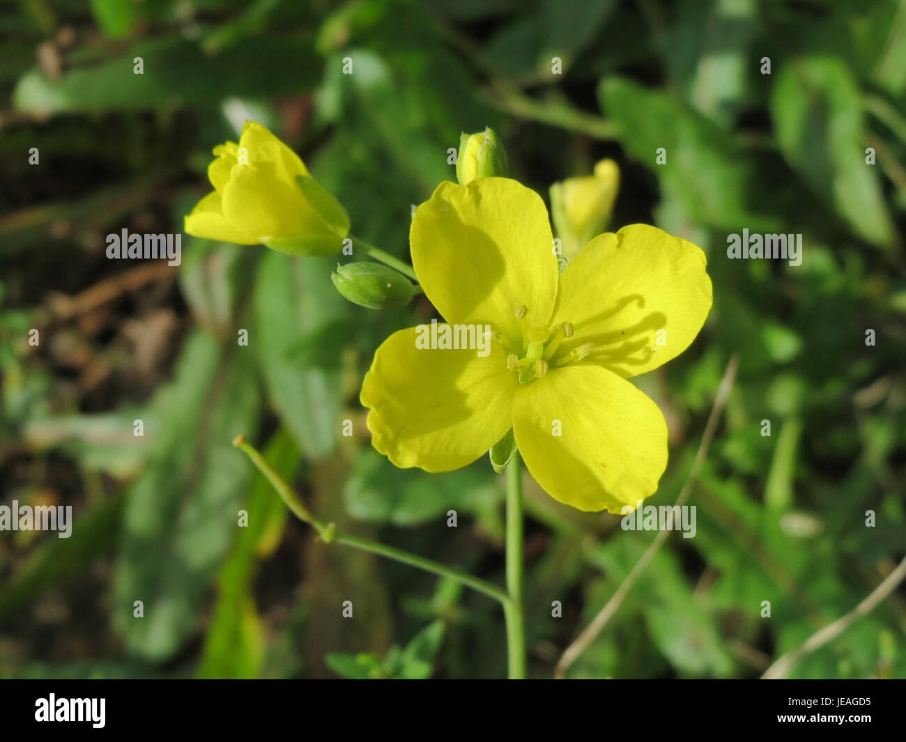 Diplotaxis tenuifolia, commonly known as wild rocket, is a leafy green ...