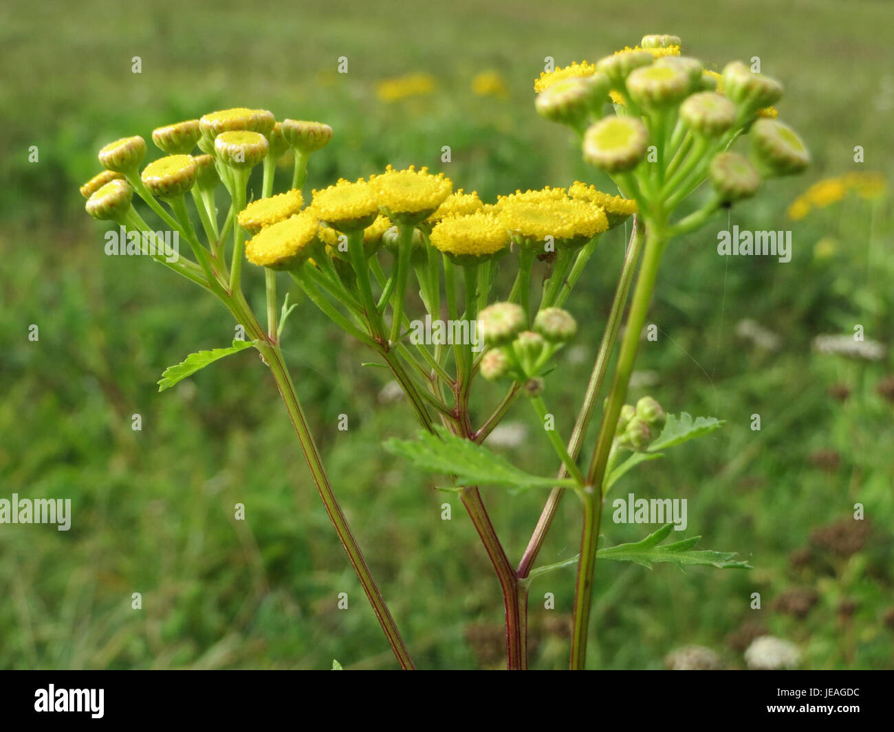 Tansy tanacetum vulgare herb hi-res stock photography and images - Alamy