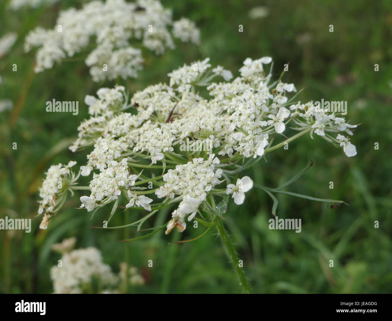 Daucus carota, commonly known as wild carrot or Queen Anne’s lace, is a ...
