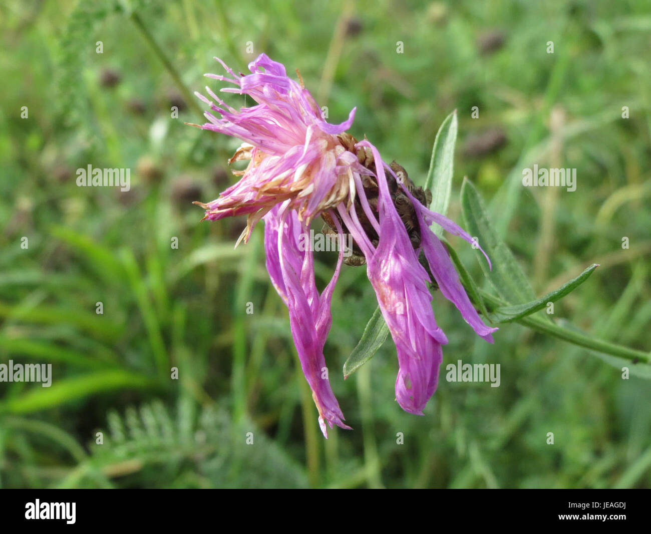 A photograph of Centaurea jacea, commonly known as brown knapweed ...