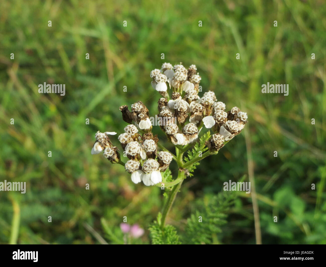 Achillea millefolium, commonly known as yarrow, is a perennial plant ...