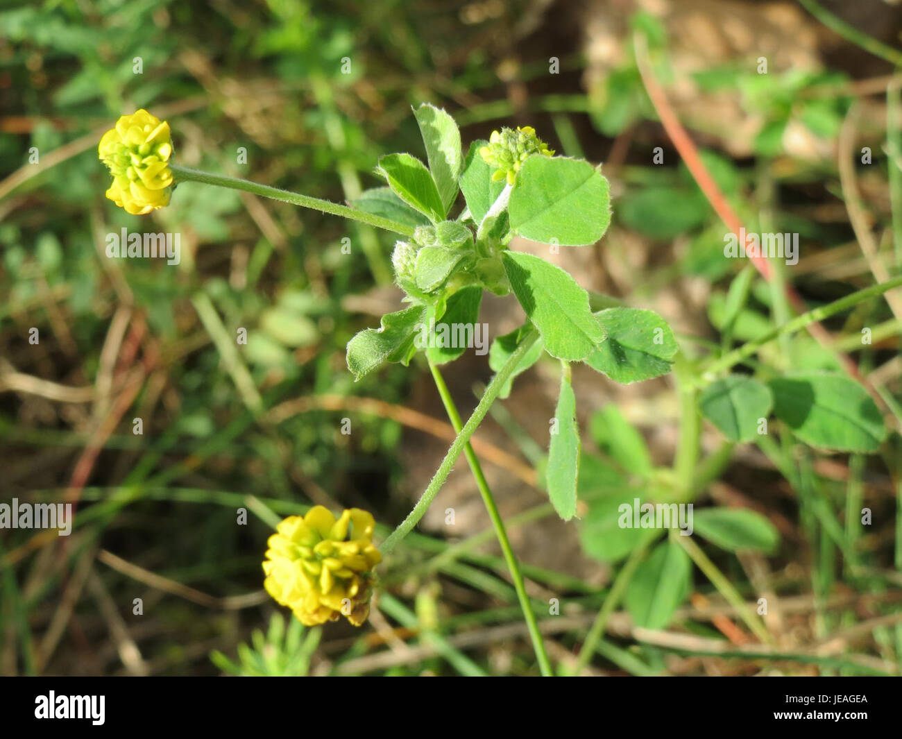 Soil regions hi-res stock photography and images - Alamy