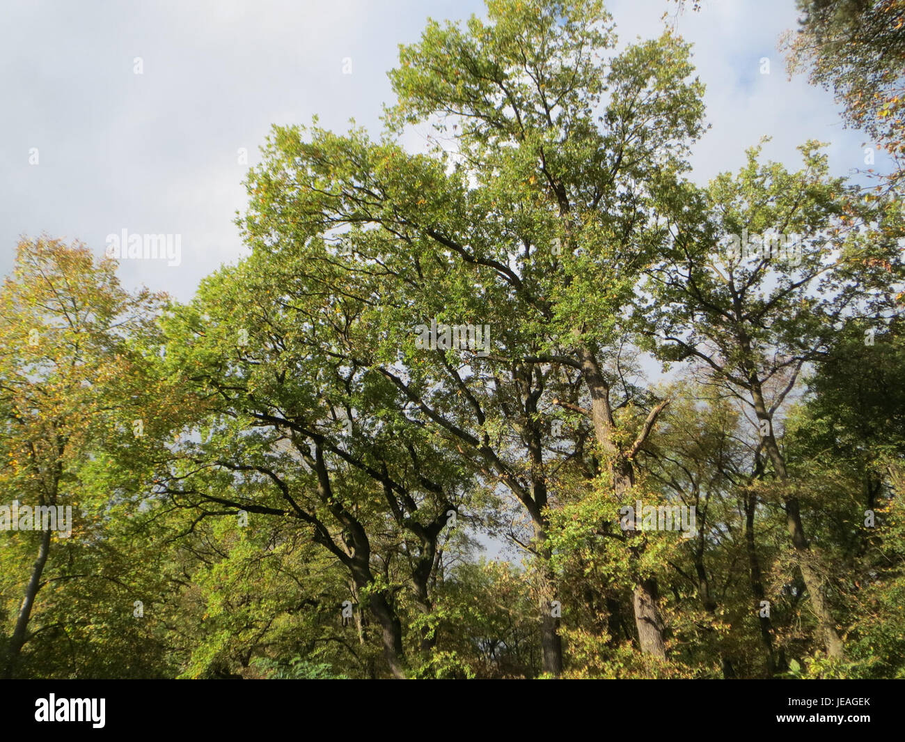 Long lifespan hi-res stock photography and images - Alamy