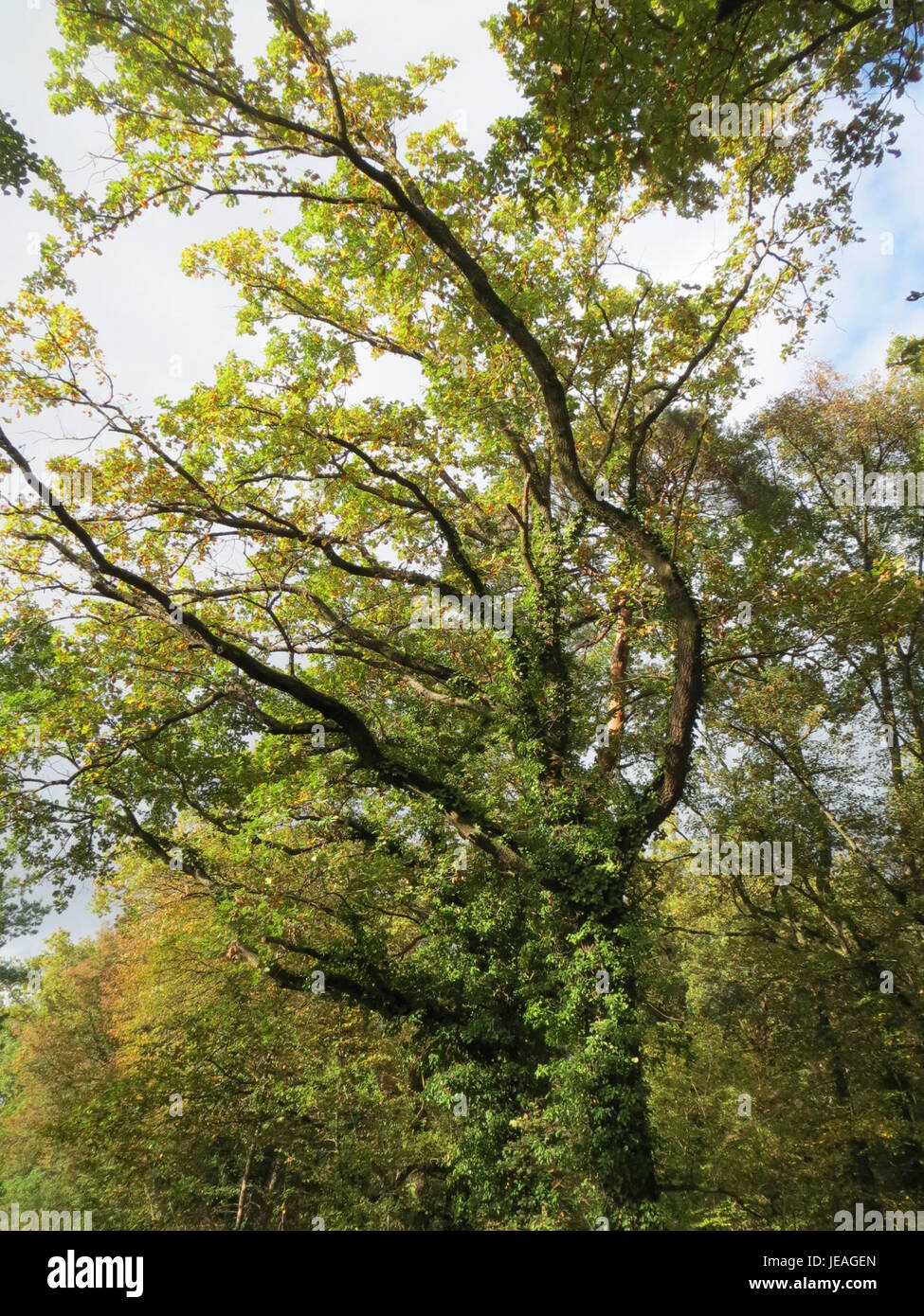 Image shows oak forest hi-res stock photography and images - Alamy