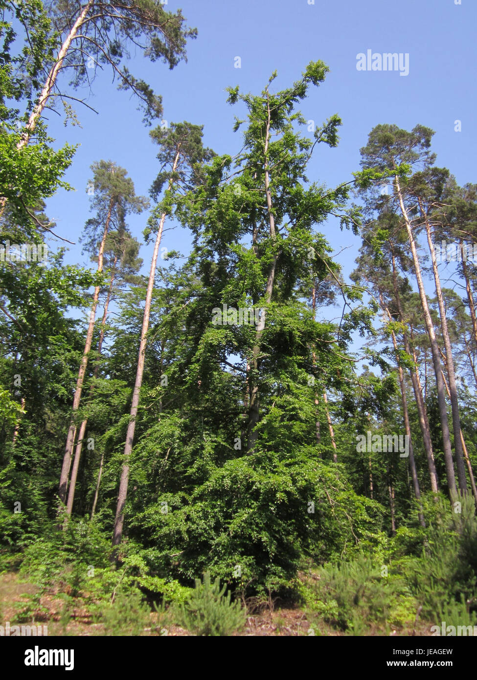 Common beech fagus sylvatica bark hi-res stock photography and images ...