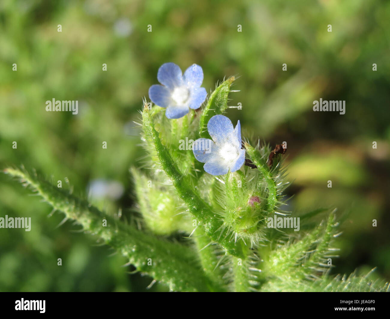 Anchusa arvensis, also known as field bugloss, is a plant native to ...