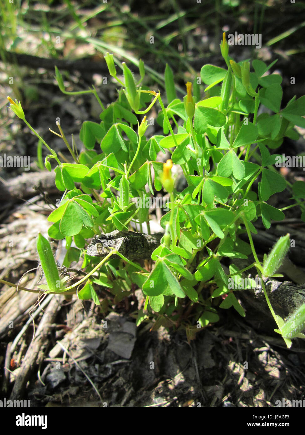 Common wood sorrel leaves hi-res stock photography and images - Alamy