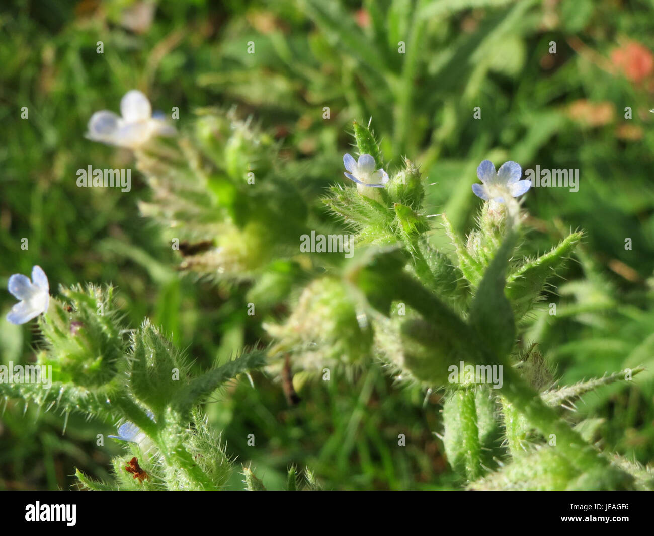Anchusa arvensis, also known as the field bugloss, is a flowering plant ...
