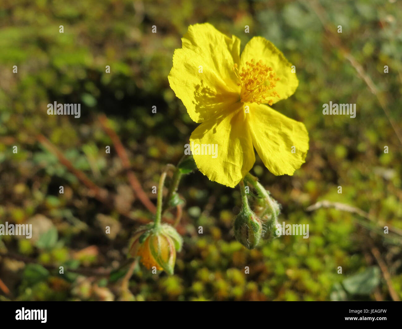 An image of Helianthemum nummularium, commonly known as sunrose or rock ...