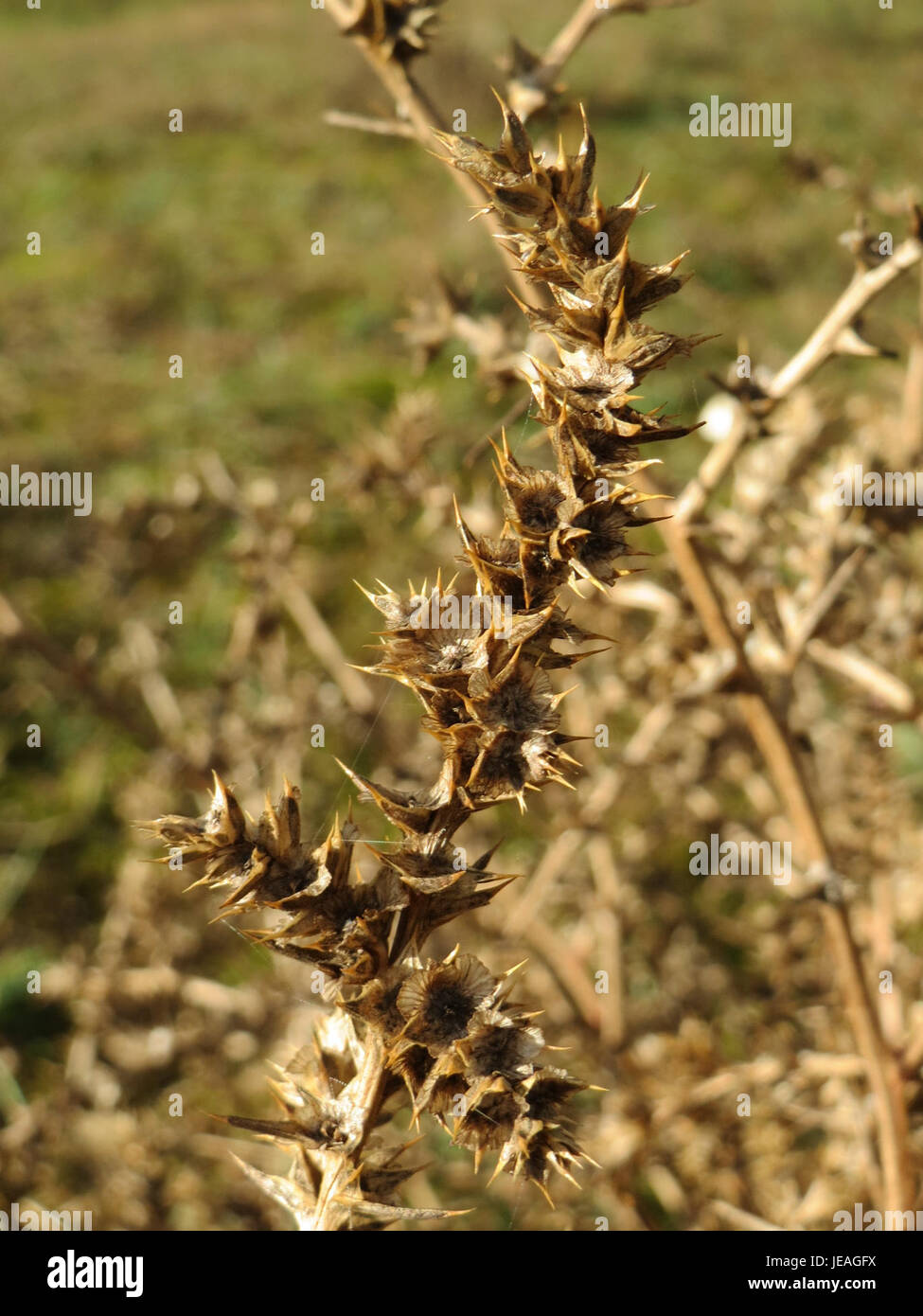 Kali tragus hi-res stock photography and images - Alamy