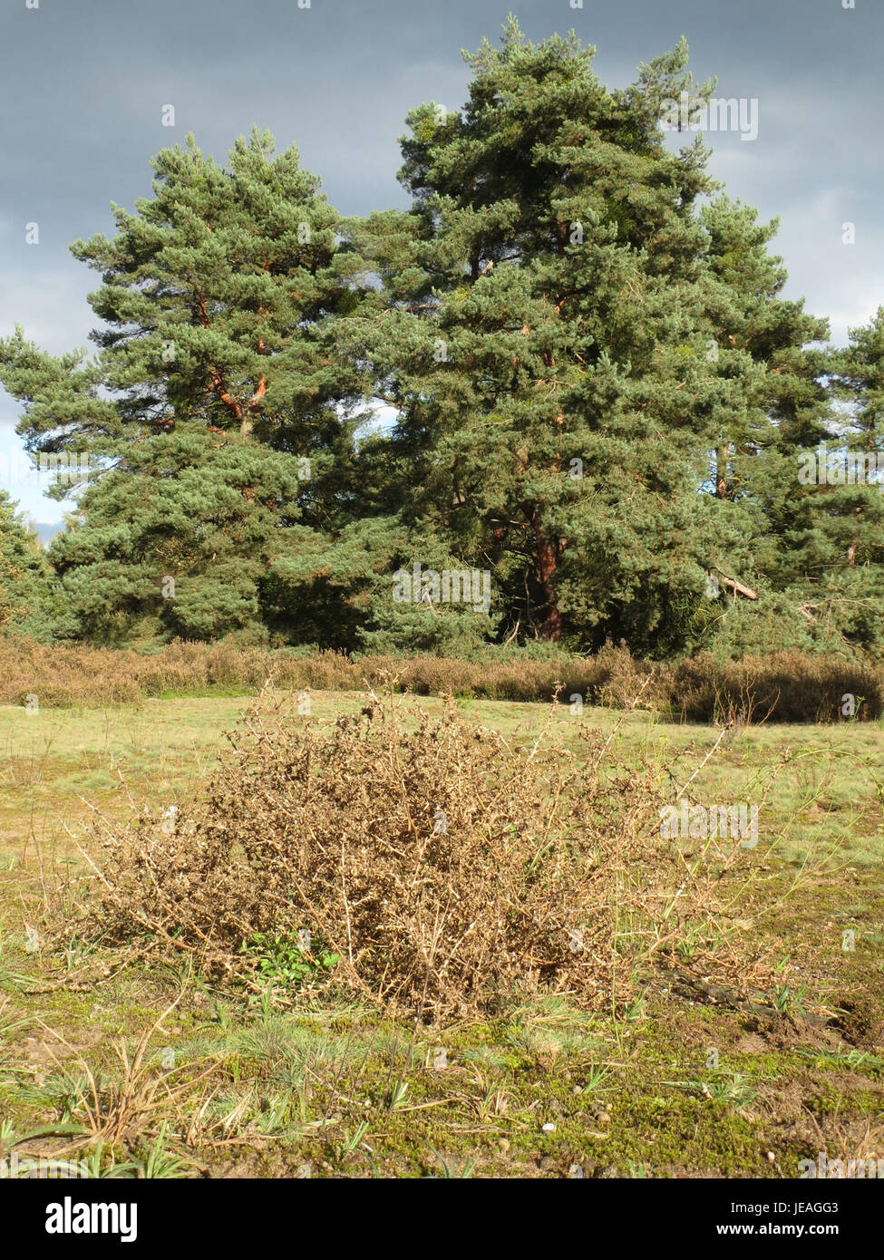 Long kali hi-res stock photography and images - Alamy