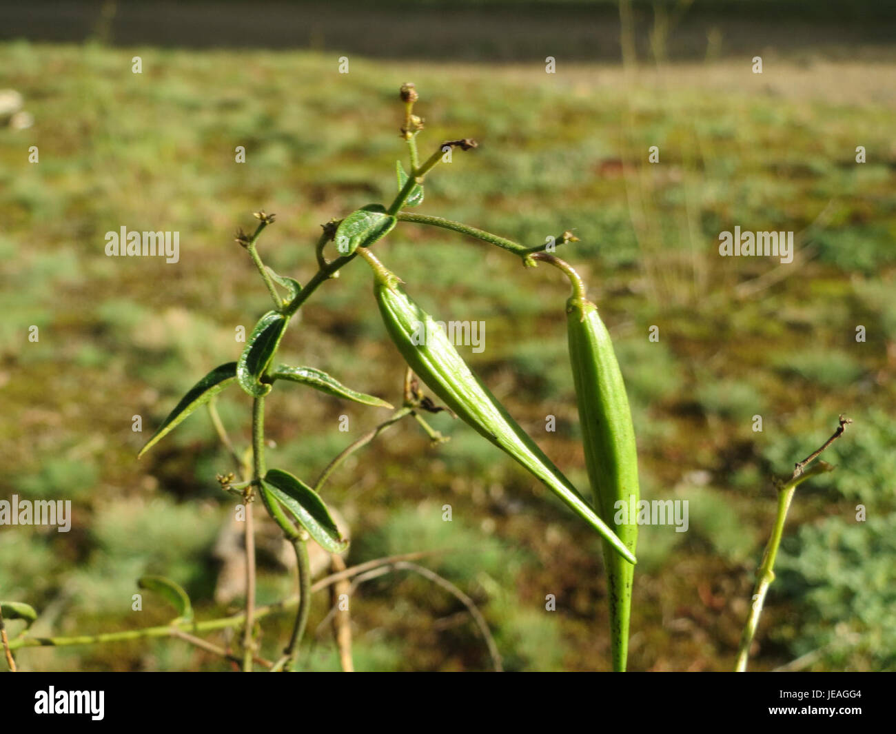 Vincetoxicum hirundinaria swallow wort plant hi-res stock photography ...