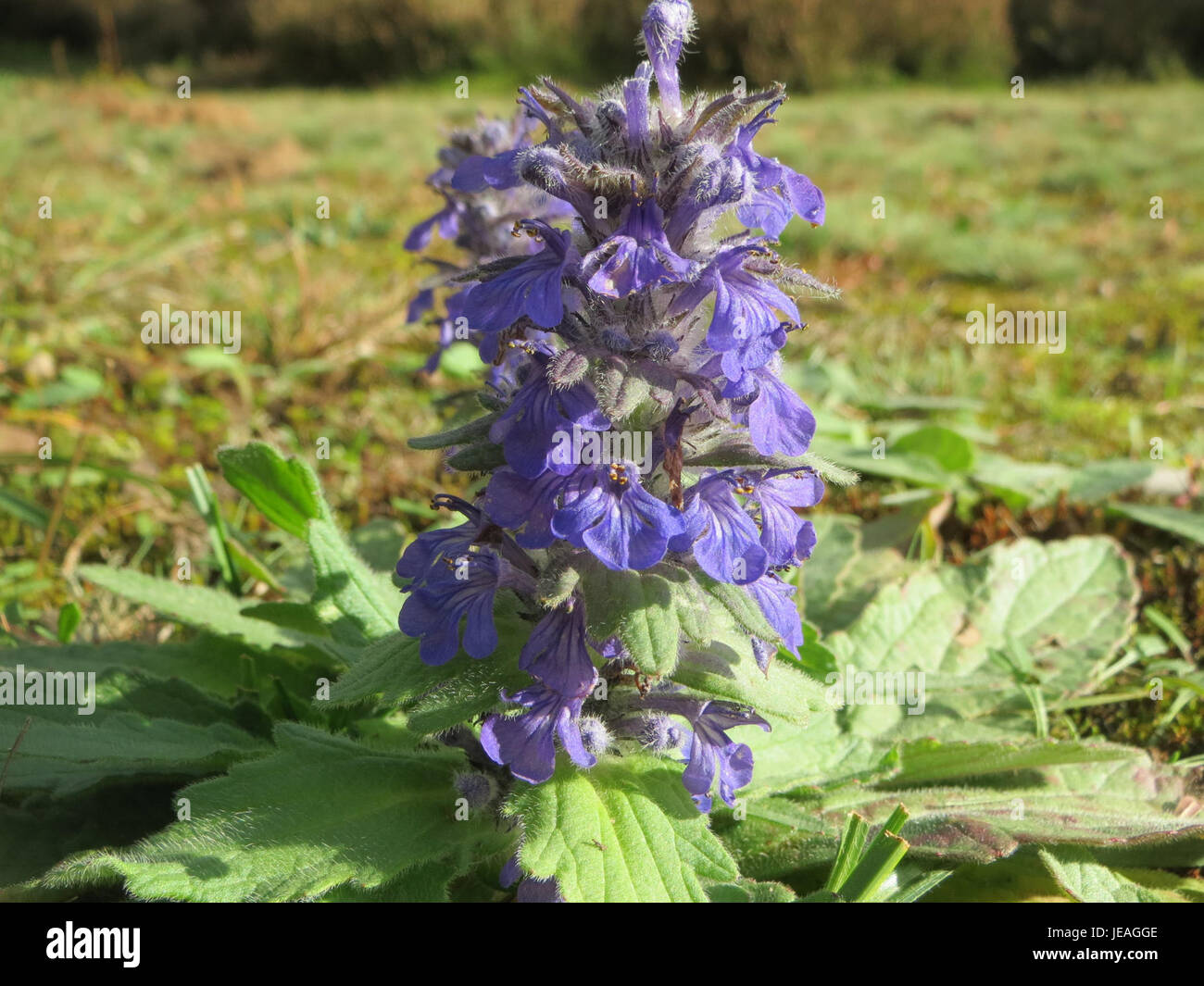 Ajuga reptans ground cover hi-res stock photography and images - Alamy