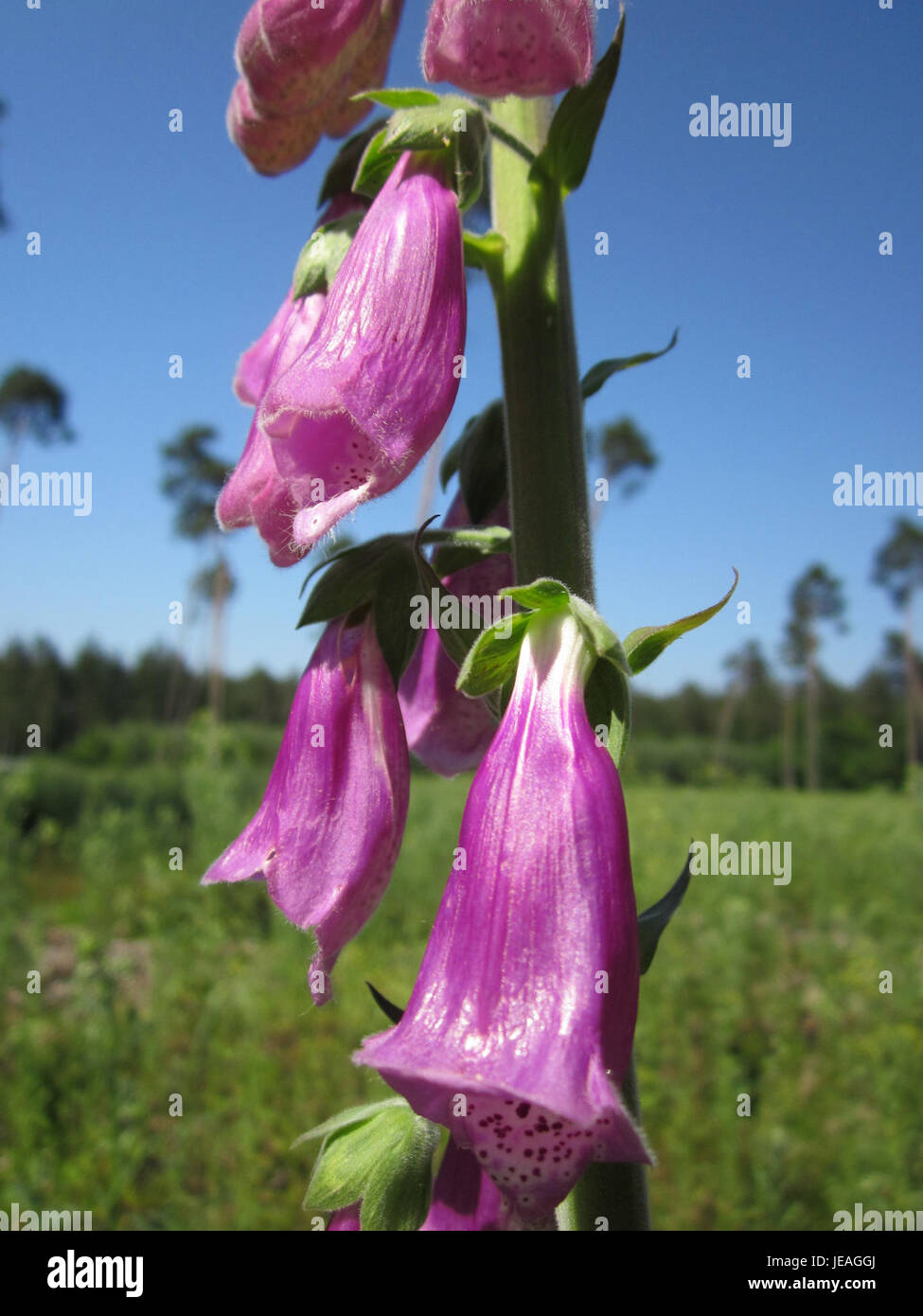 Fingerhut illustration hi-res stock photography and images - Alamy