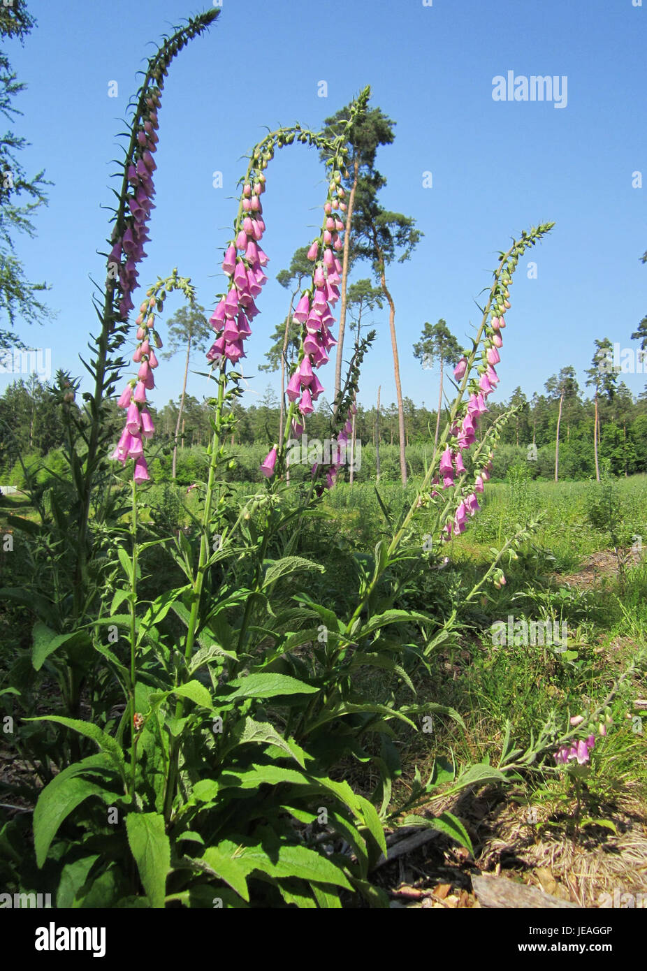 Tall foxglove in woodland hi-res stock photography and images - Alamy