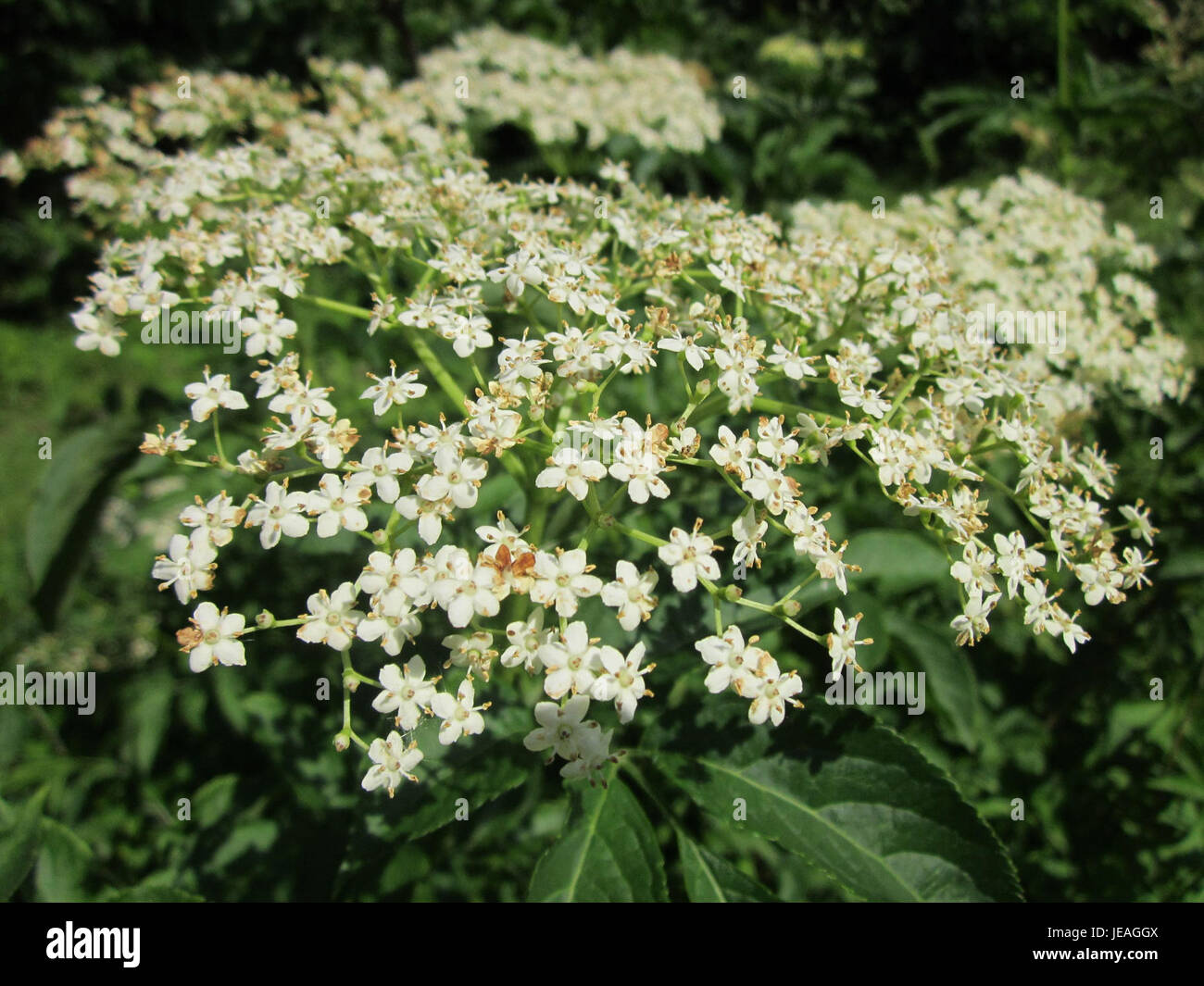 This image from June 18, 2013, depicts elderflower (Holunder) in the ...