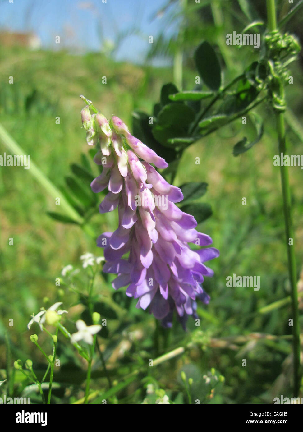 Wicke High Resolution Stock Photography and Images - Alamy