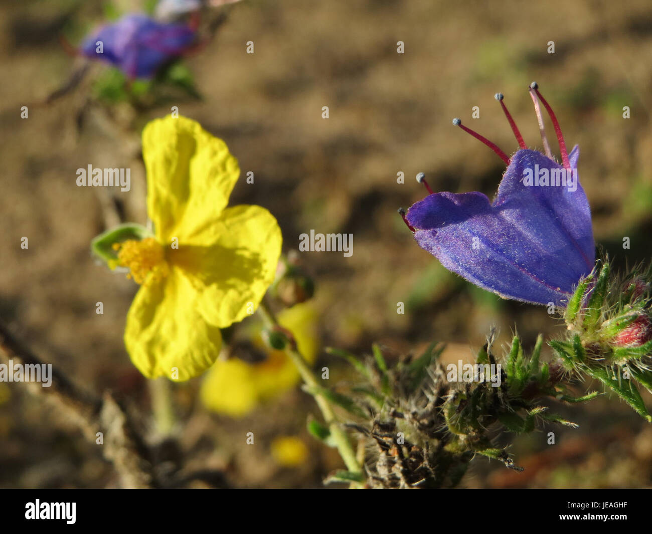 Helianthemum nummularium, commonly known as rock rose, is a flowering ...