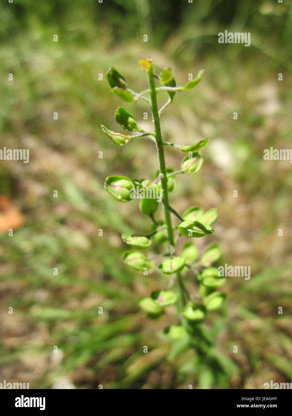 Lepidium campestre, commonly known as field pepperweed, is a plant ...