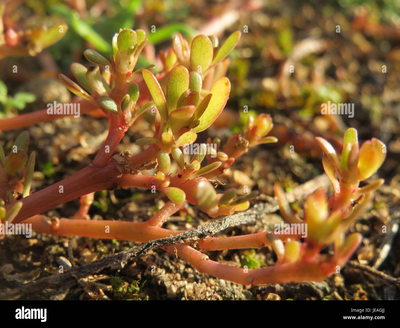 Portulaca oleracea, commonly known as purslane, is a succulent plant ...