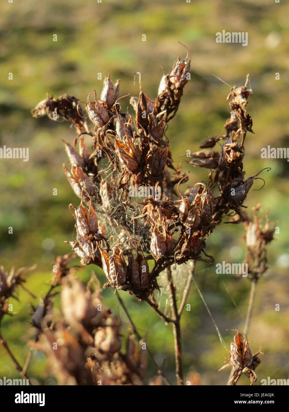 Hypericum perforatum, commonly known as St. John's Wort, is a flowering ...