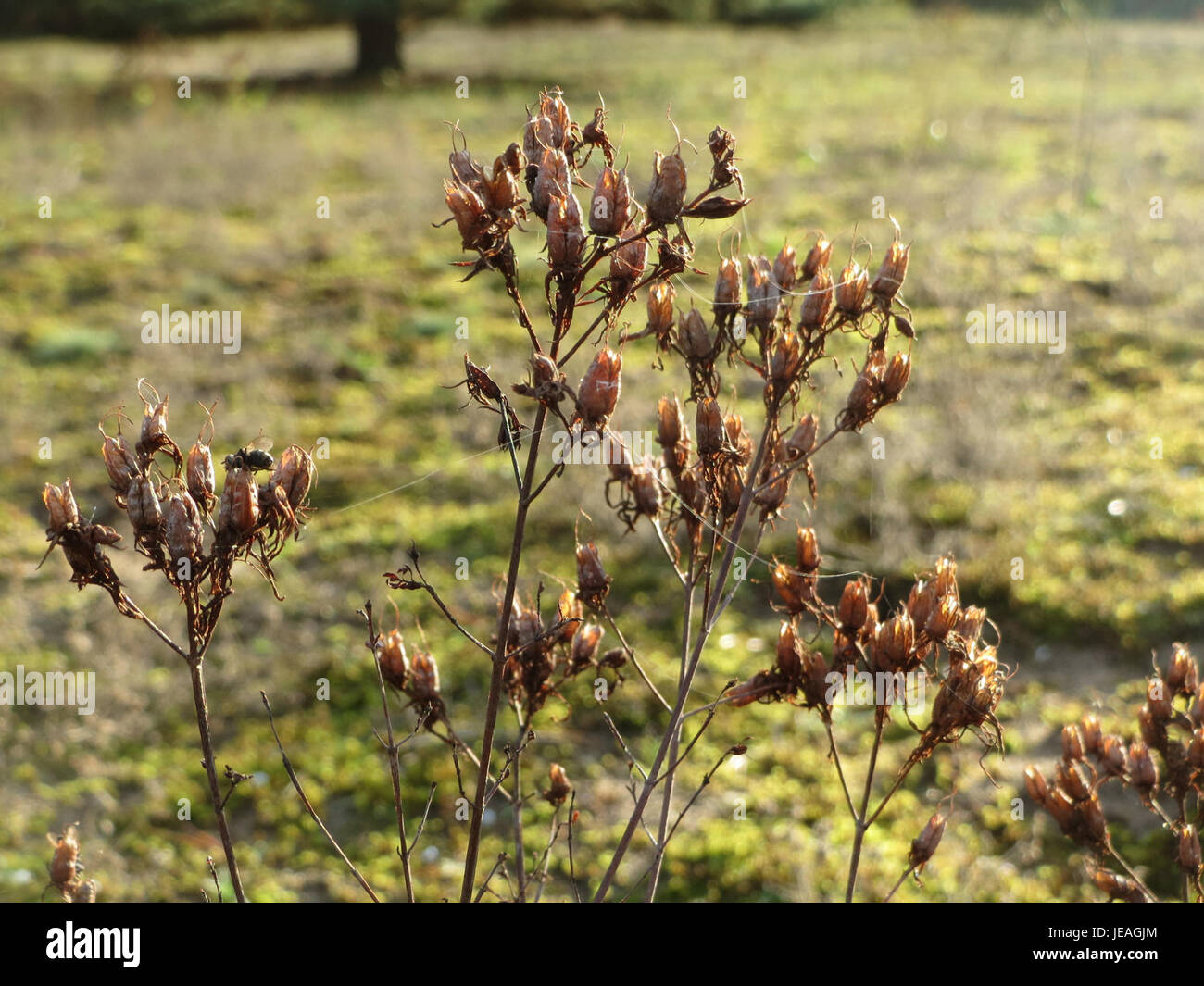 Hypericum perforatum, commonly known as St. John's Wort, is a flowering ...