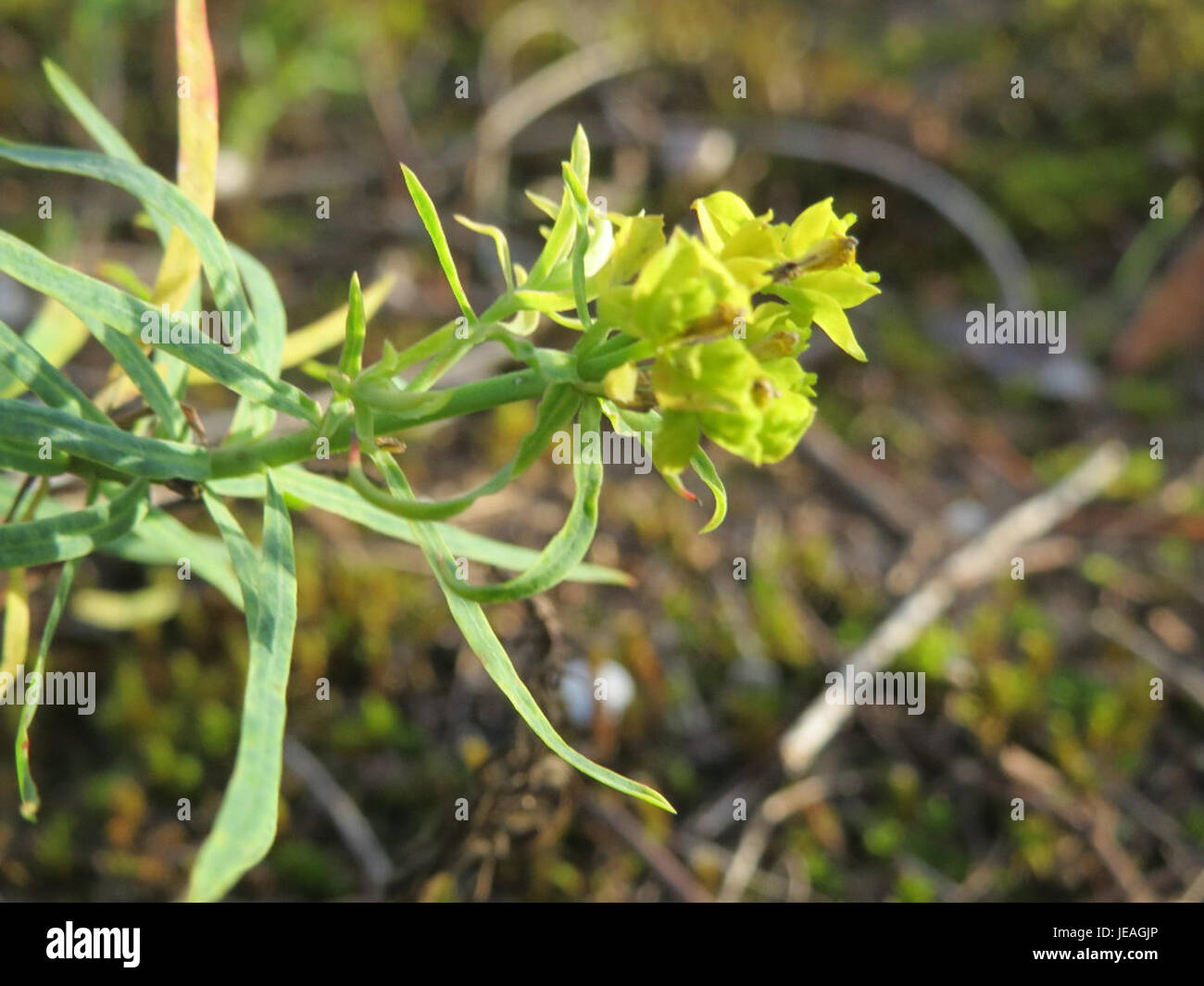 Hypericum perforatum, commonly known as St. John’s Wort, is a ...