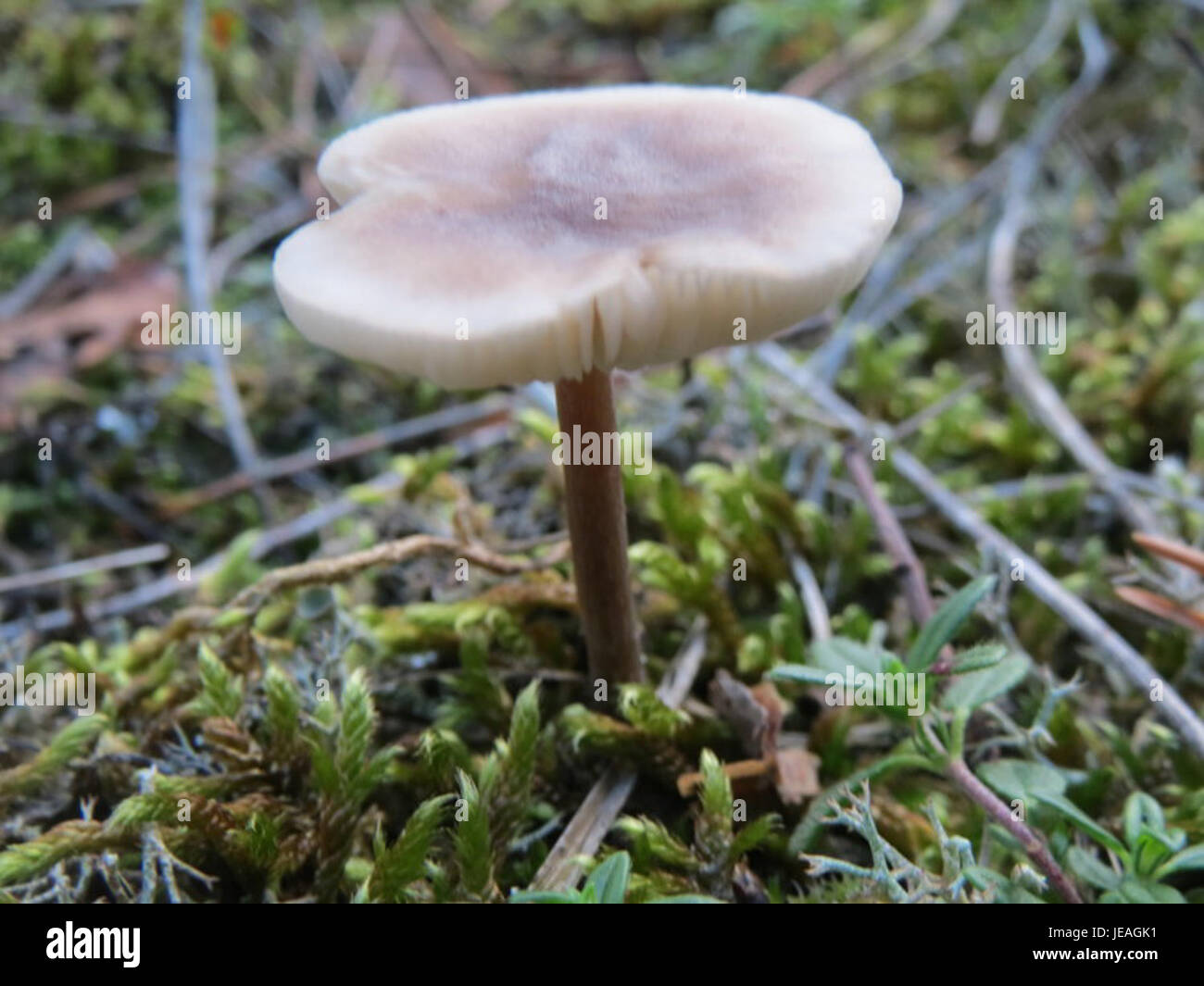 Different types of plant structures hi-res stock photography and images ...