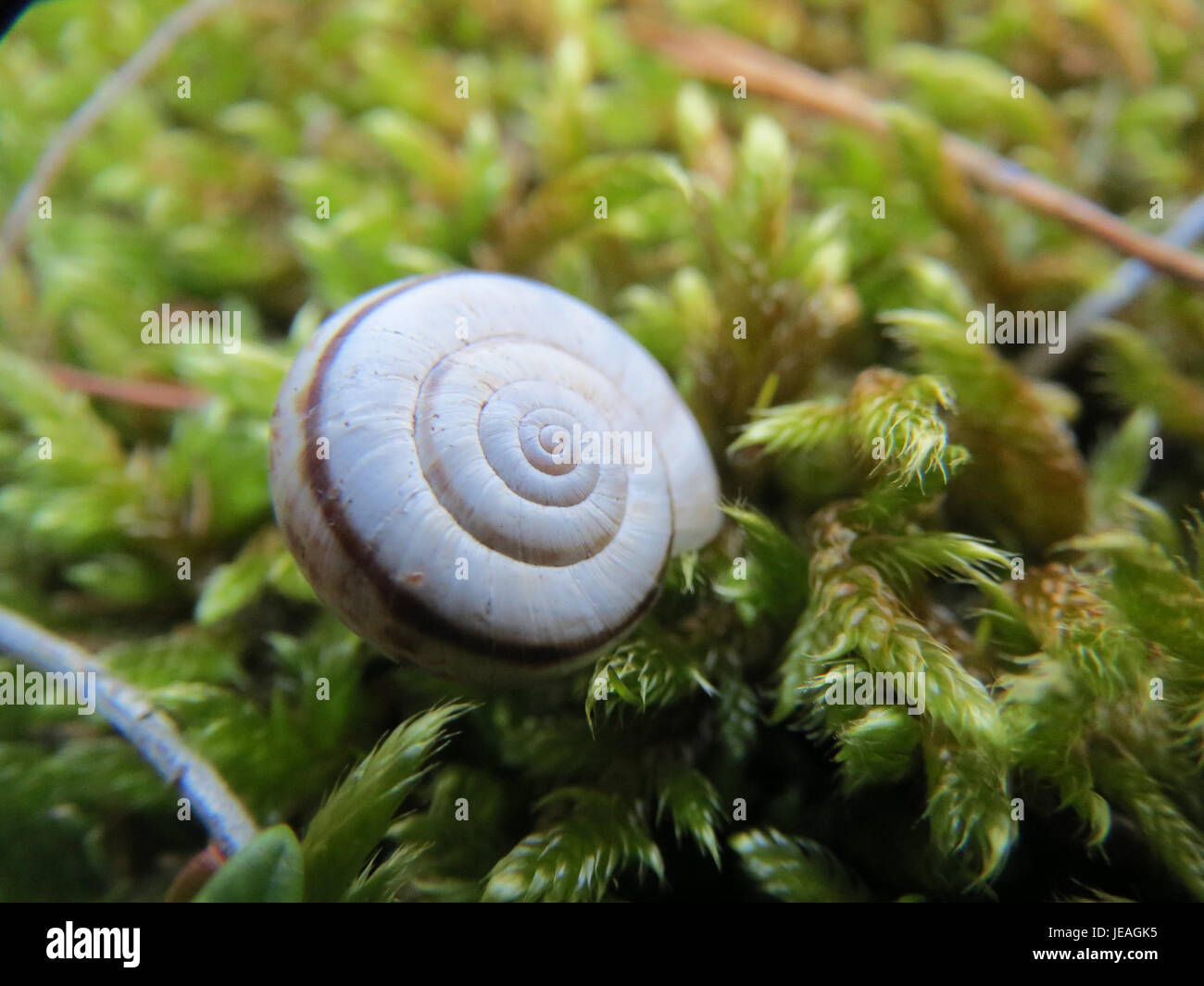 Mollusca, a diverse group of invertebrates, observed on October 17 ...