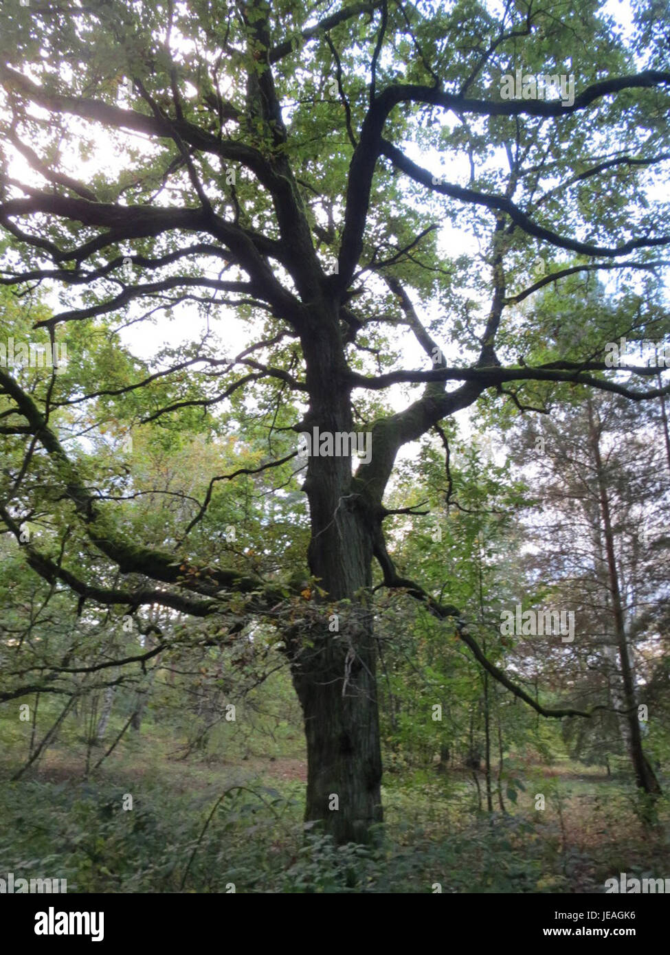 The image depicts a specimen of Quercus robur, commonly known as the ...