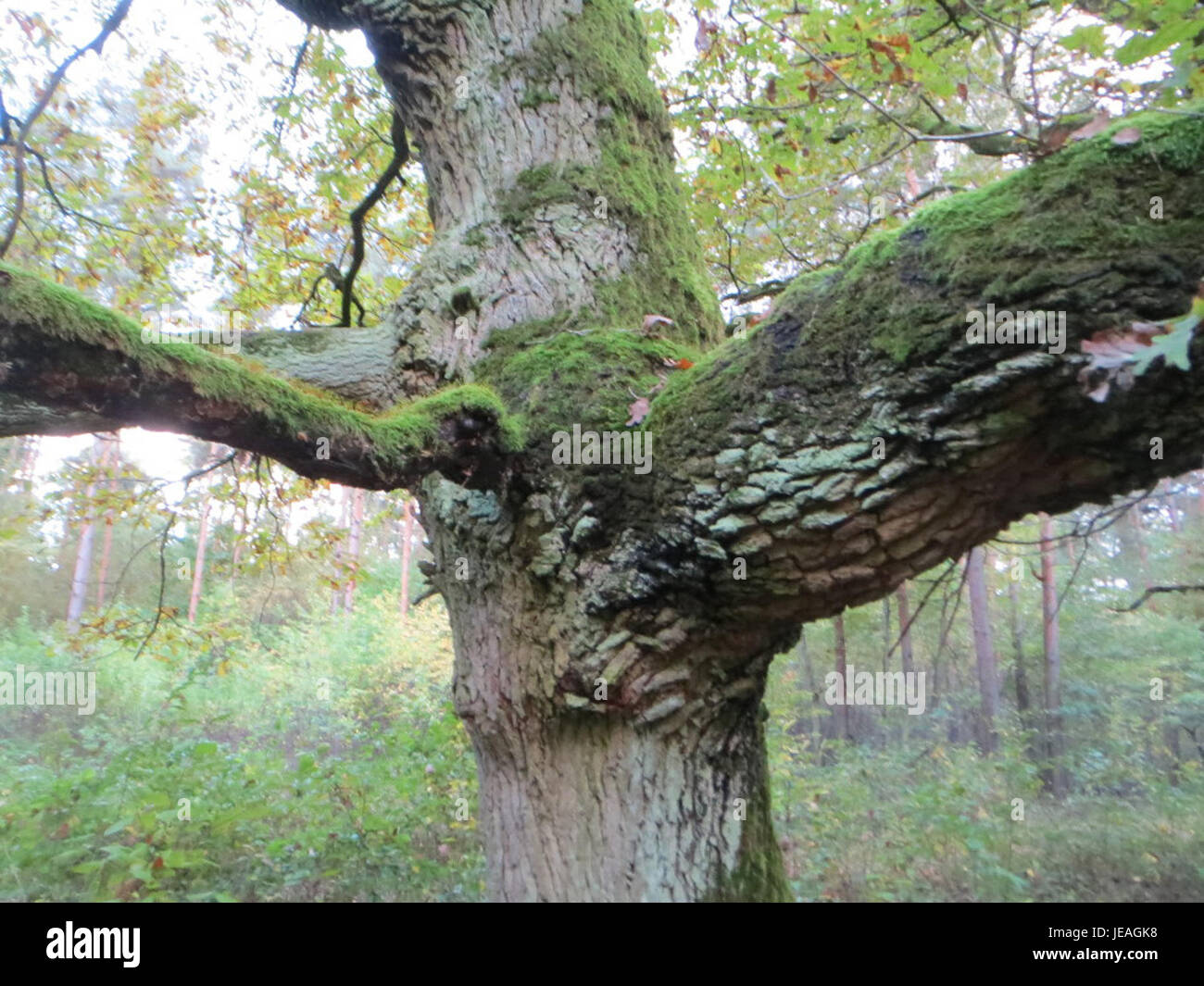 Quercus robur, known as the English oak, is a species of oak native to ...
