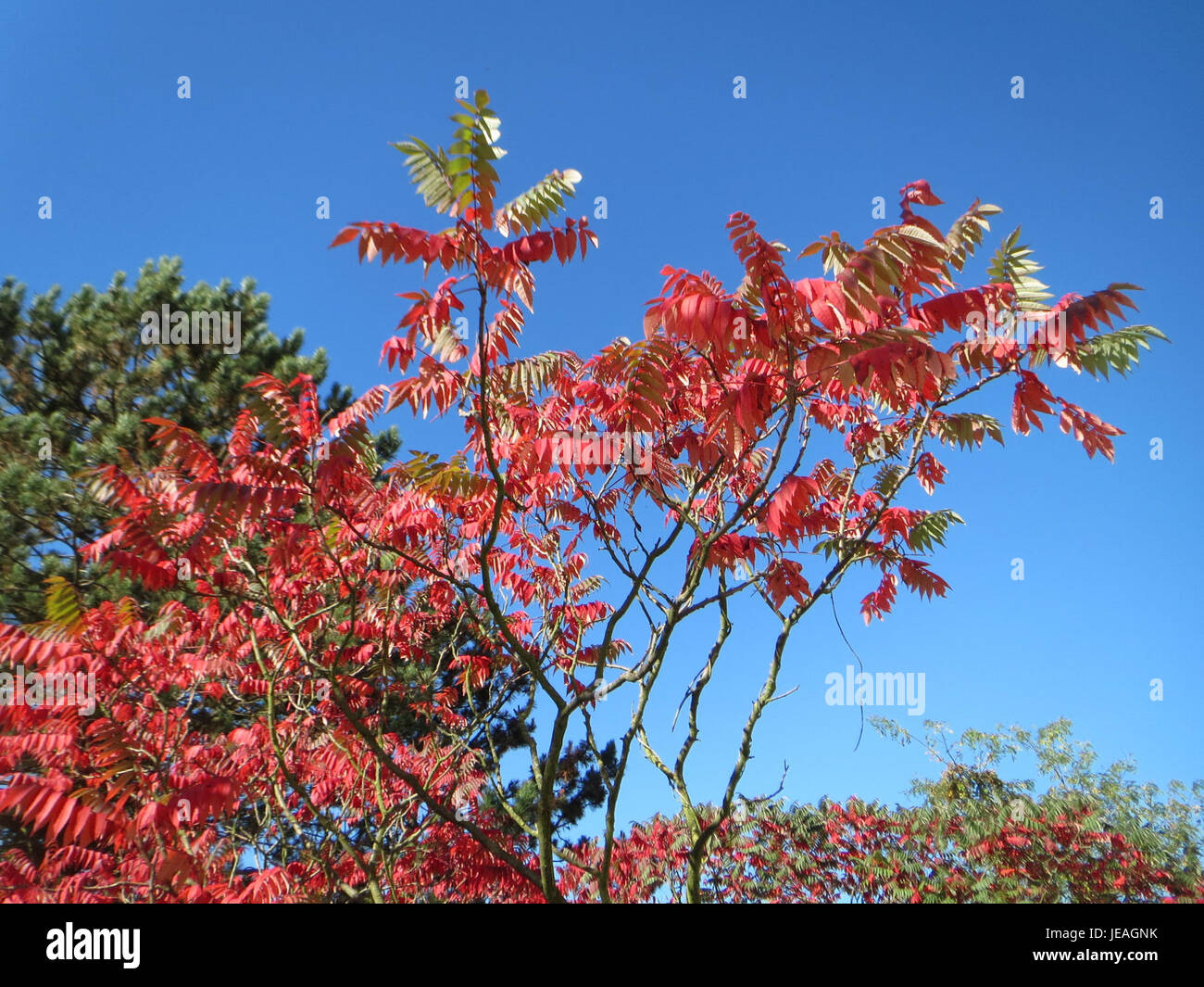 *Rhus typhina*, commonly known as staghorn sumac, is a flowering plant ...