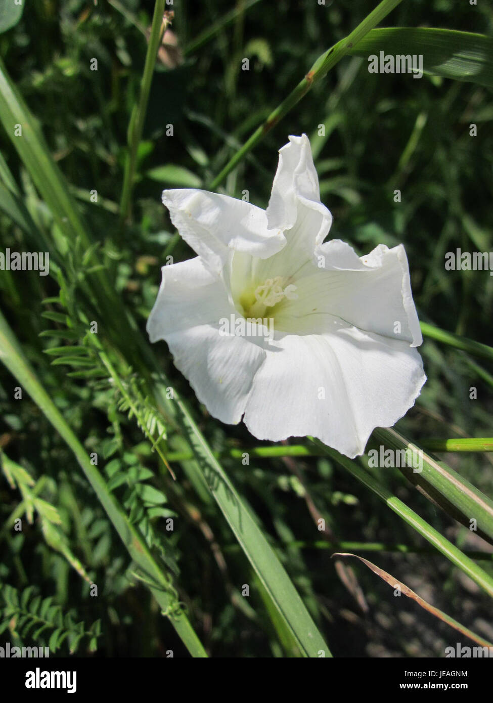 Invasive plant biology hi-res stock photography and images - Alamy