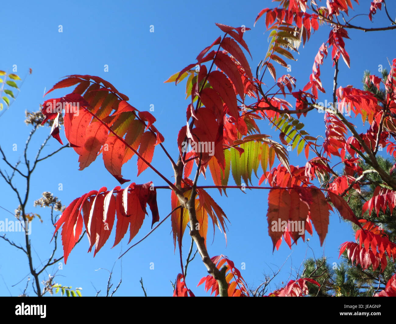 Rhus typhina, commonly known as staghorn sumac, is a shrub or small ...