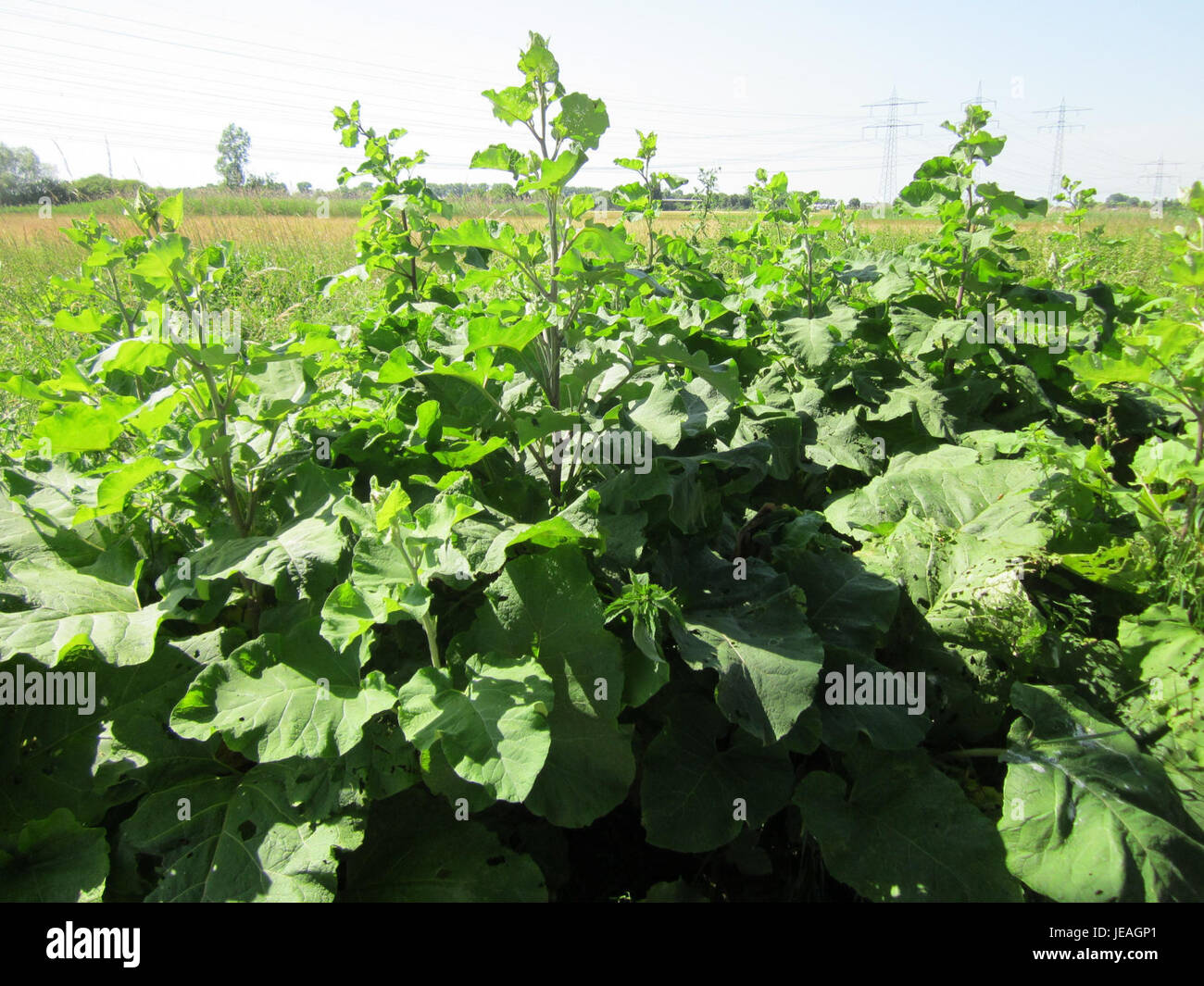 Arctium tomentosum, commonly known as the woolly burdock, is a ...