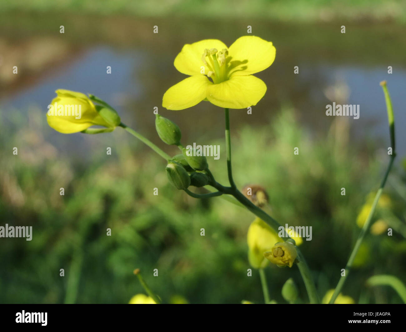'Diplotaxis tenuifolia' refers to a species of plant commonly known as ...