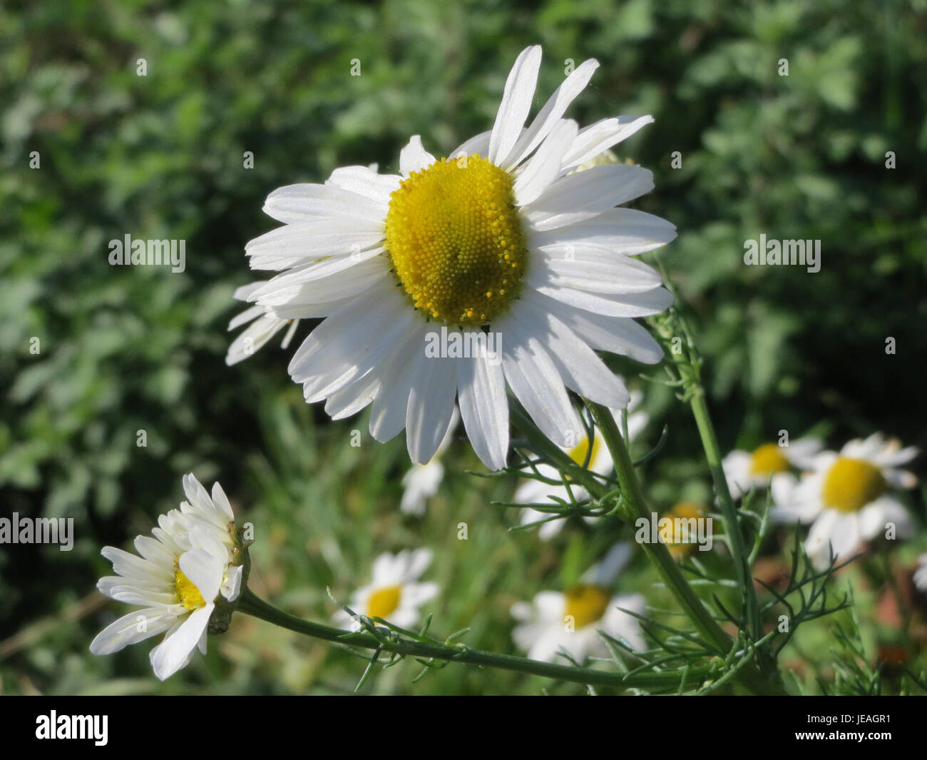 Tripleurospermum inodorum, commonly known as scentless chamomile, is a ...