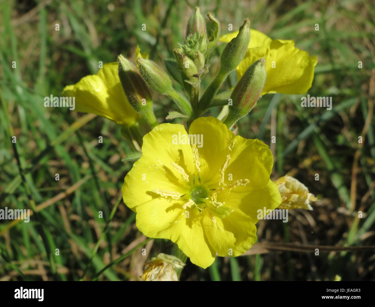 Oenothera biennis yellow flowers hi-res stock photography and images ...