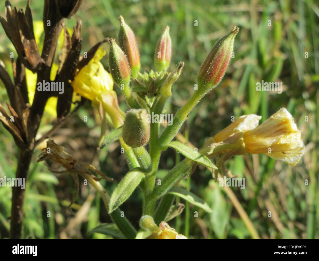 Oenothera biennis, commonly known as evening primrose, is a flowering ...