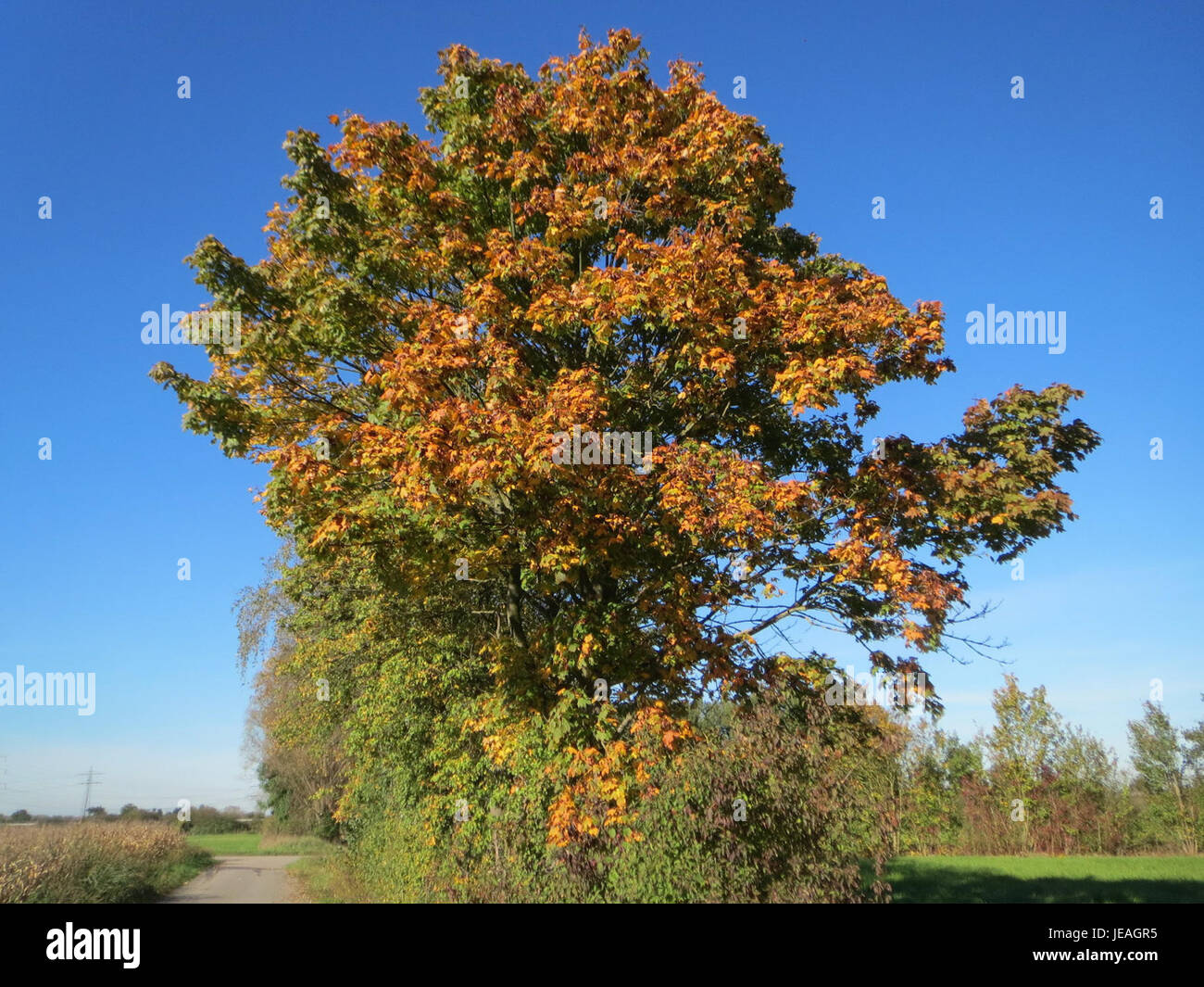 Acer platanoides, commonly known as the Norway maple, is a species of ...