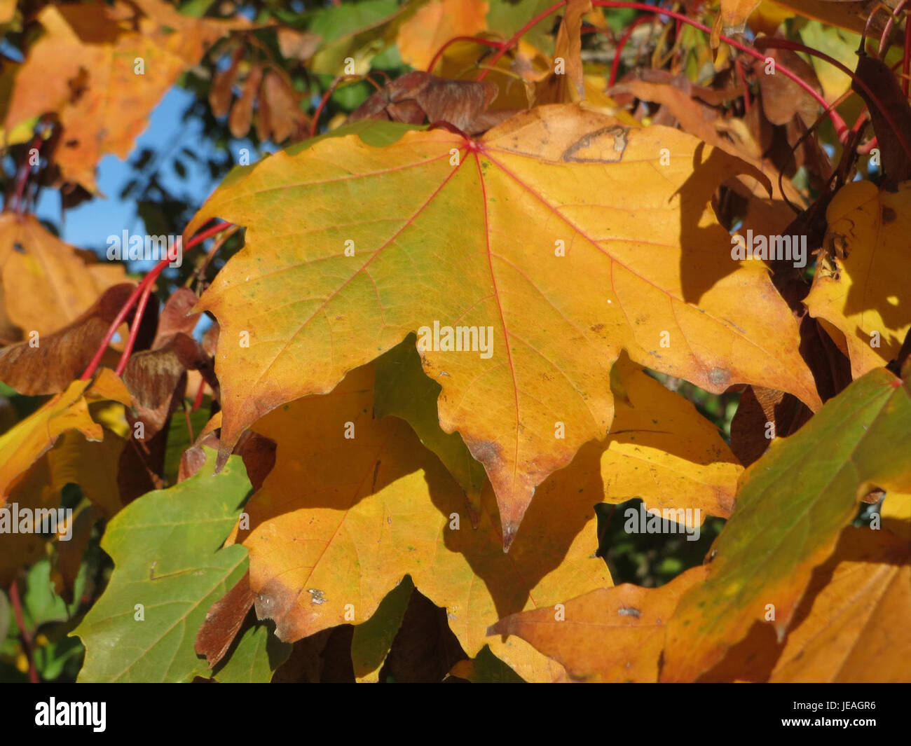 Acer platanoides, commonly known as Norway Maple, is a species of ...