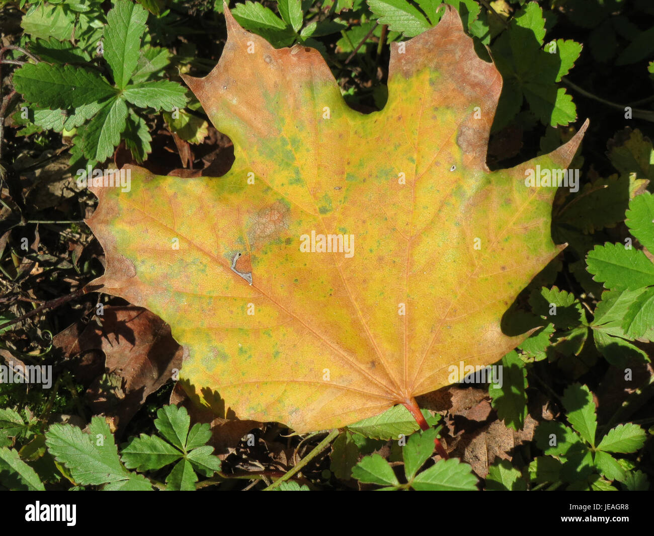 Acer platanoides, commonly known as the Norway maple, is a deciduous ...