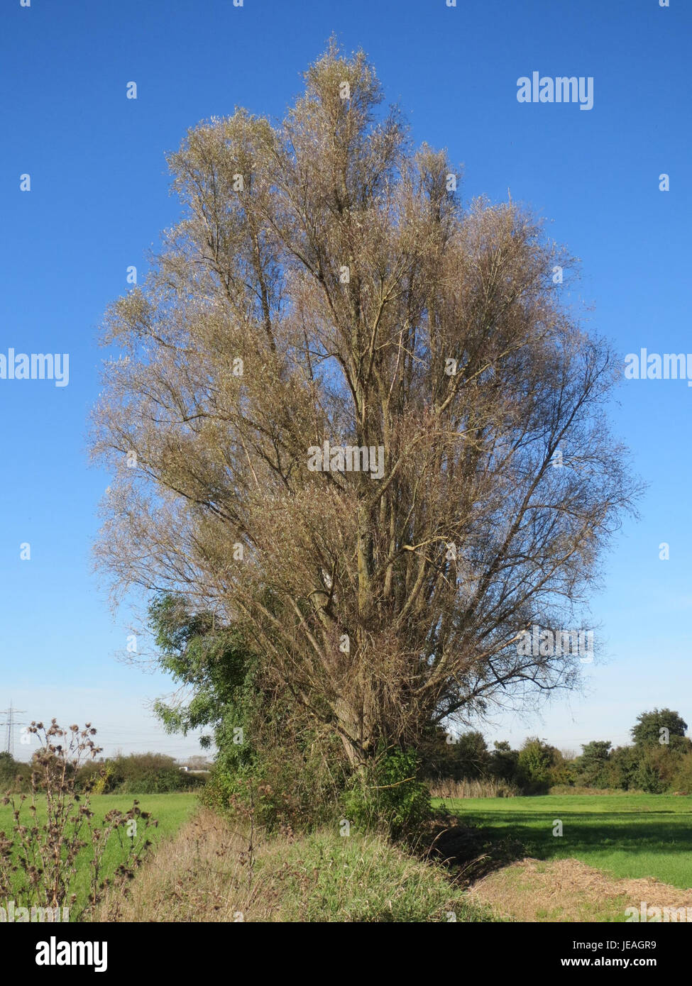 Photograph of Salix alba, commonly known as White Willow, taken on ...