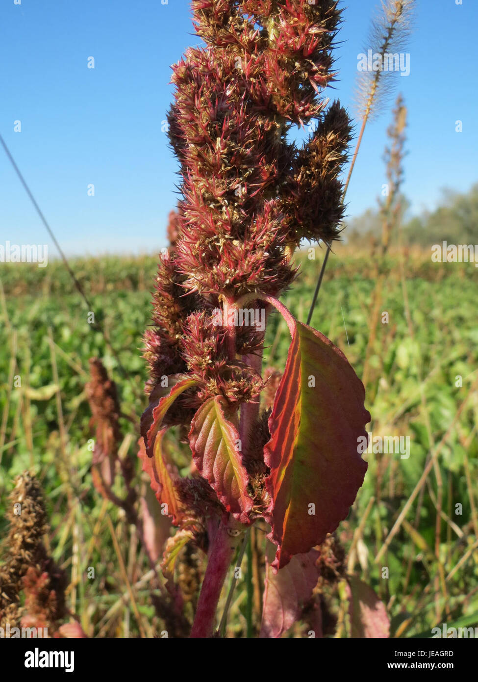 This image shows Amaranthus retroflexus, commonly known as redroot ...